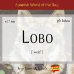 Spanish Word of the Day: Lobo (wolf) - Love Spanish Words