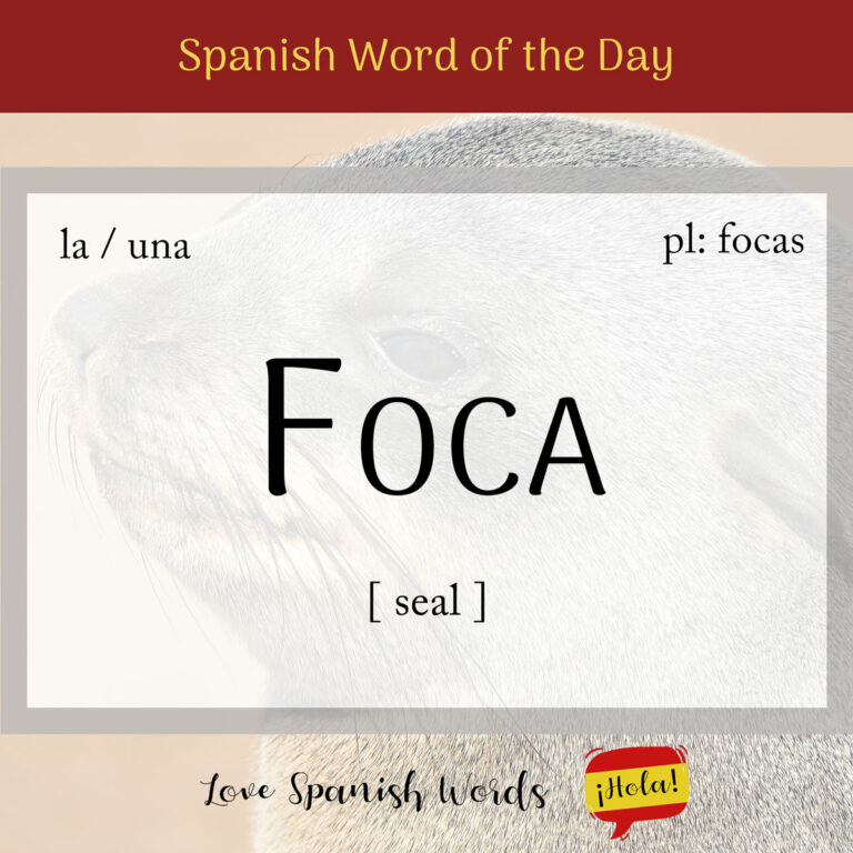 Spanish Word of the Day: Foca (seal) - Love Spanish Words